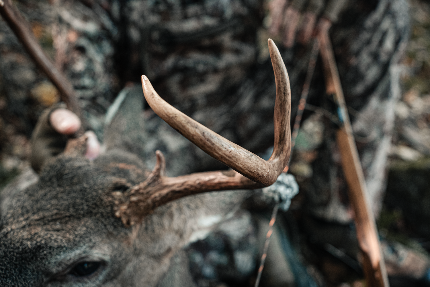 Ginger Ninja Custom Gear